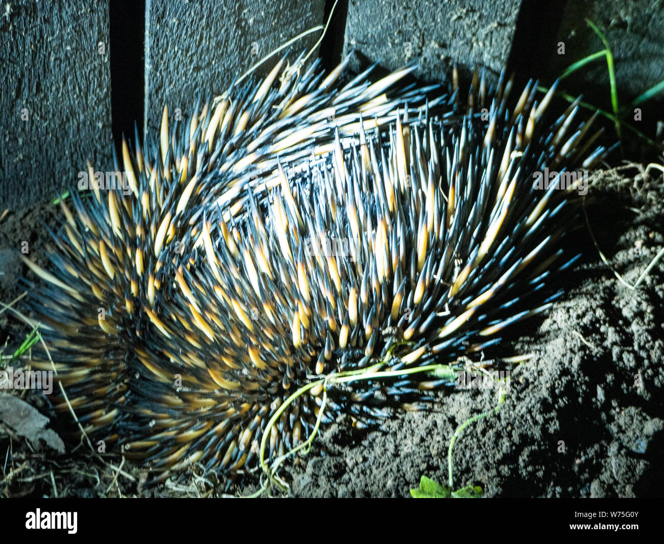 An Echidna, Australian native animal, digging itself in for protection ...