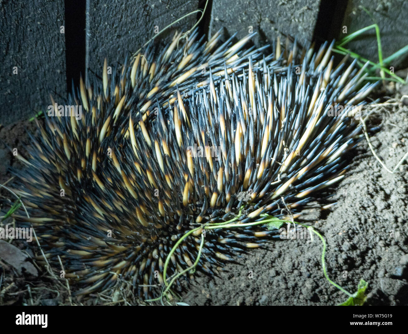 An Echidna, Australian native animal, digging itself in for protection ...