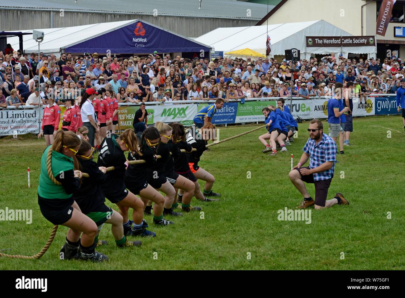 Teams from Welsh Young Farmer's clubs compete in a tug of war ...