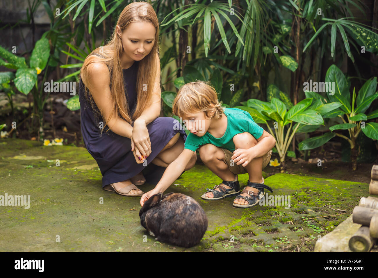 Mother and son feeds the rabbit. Cosmetics test on rabbit animal ...