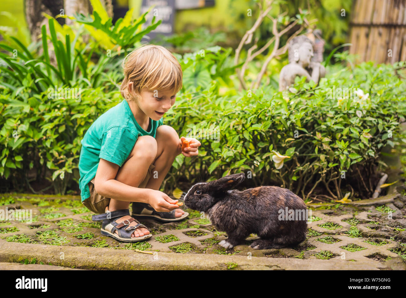 The boy feeds the rabbit. Cosmetics test on rabbit animal. Cruelty free ...