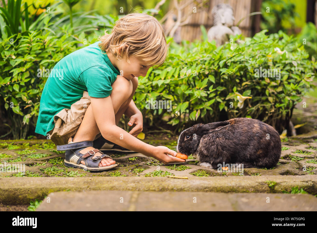 The boy feeds the rabbit. Cosmetics test on rabbit animal. Cruelty free ...