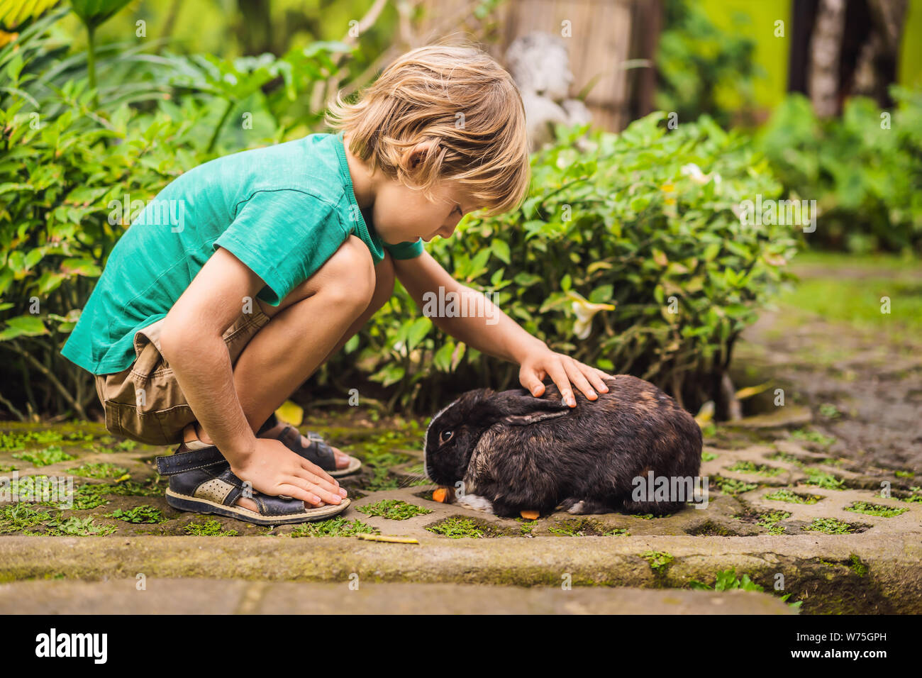 The boy feeds the rabbit. Cosmetics test on rabbit animal. Cruelty free ...