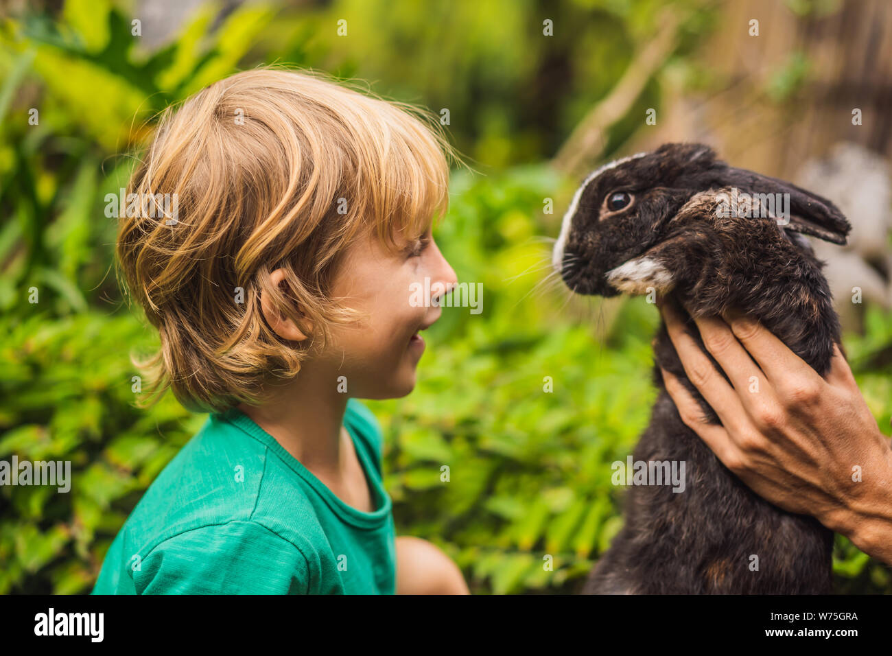 The boy feeds the rabbit. Cosmetics test on rabbit animal. Cruelty free ...