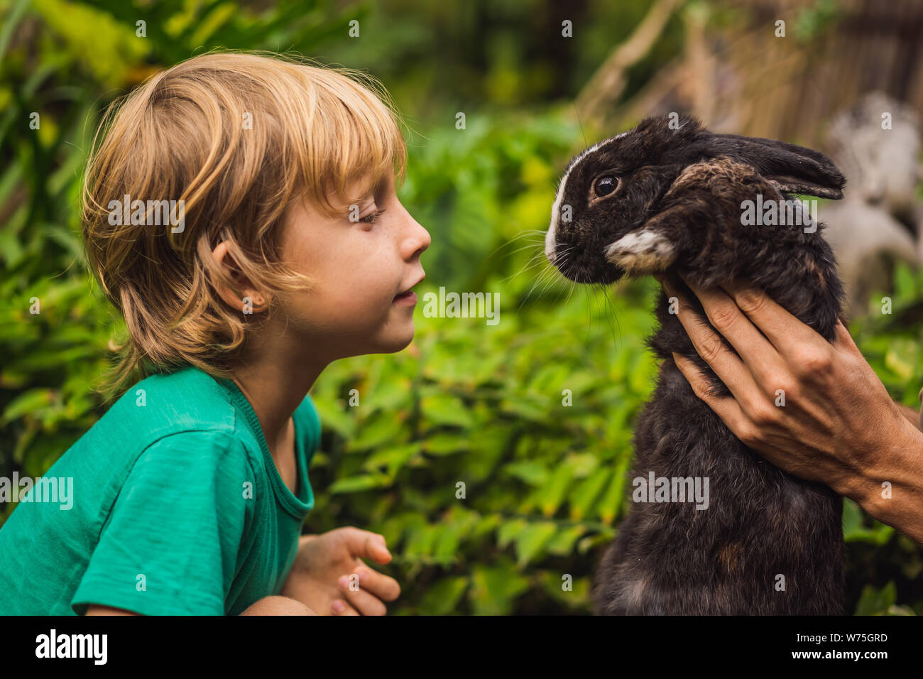 The boy feeds the rabbit. Cosmetics test on rabbit animal. Cruelty free ...