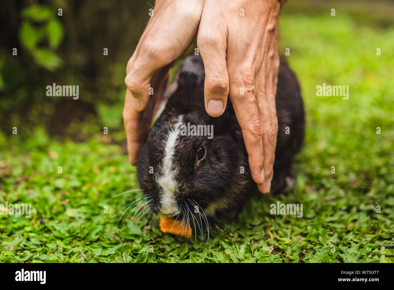 Hands protect rabbit. Cosmetics test on rabbit animal. Cruelty free and ...