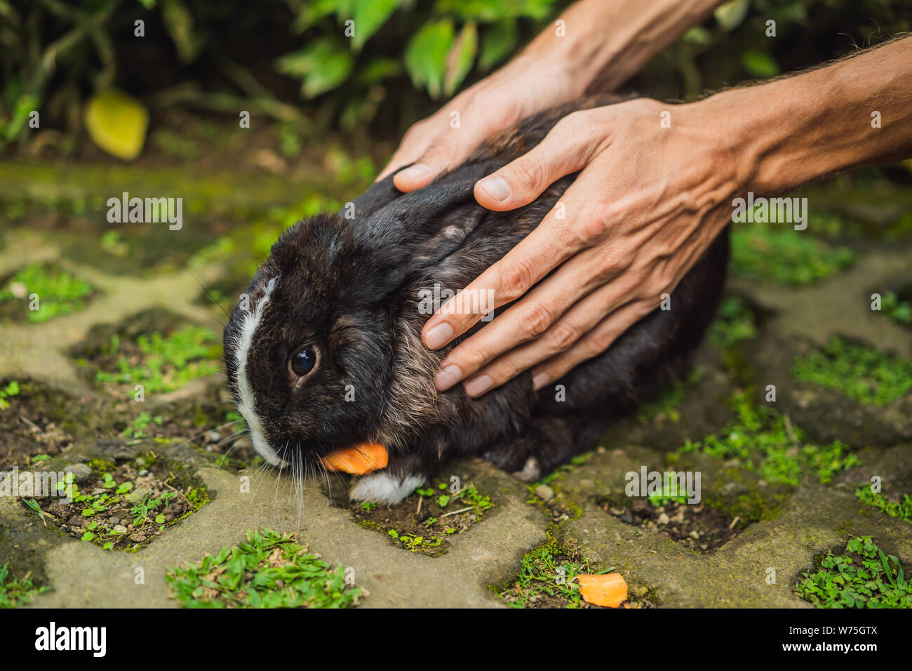Hands protect rabbit. Cosmetics test on rabbit animal. Cruelty free and ...