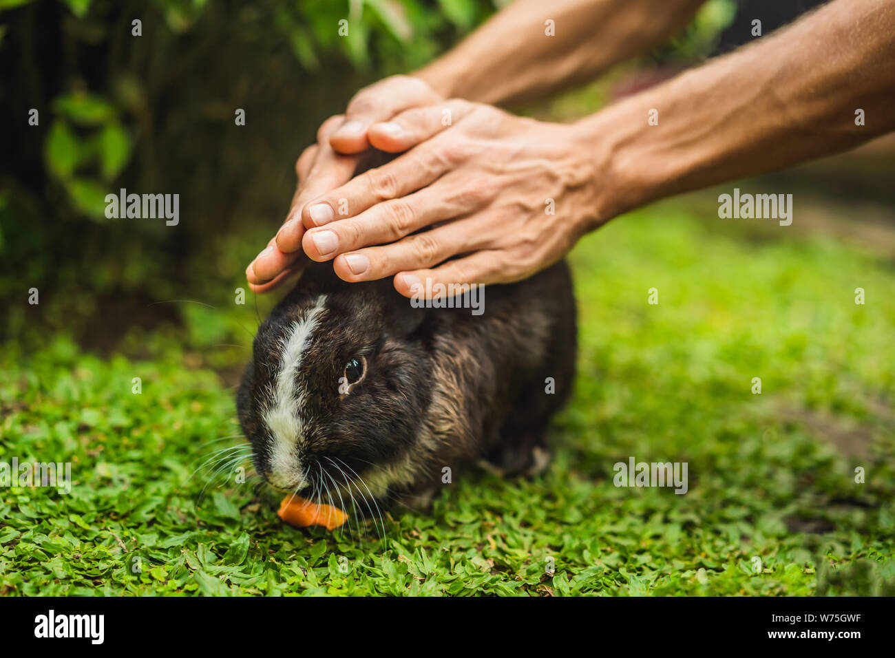 Hands protect rabbit. Cosmetics test on rabbit animal. Cruelty free and ...