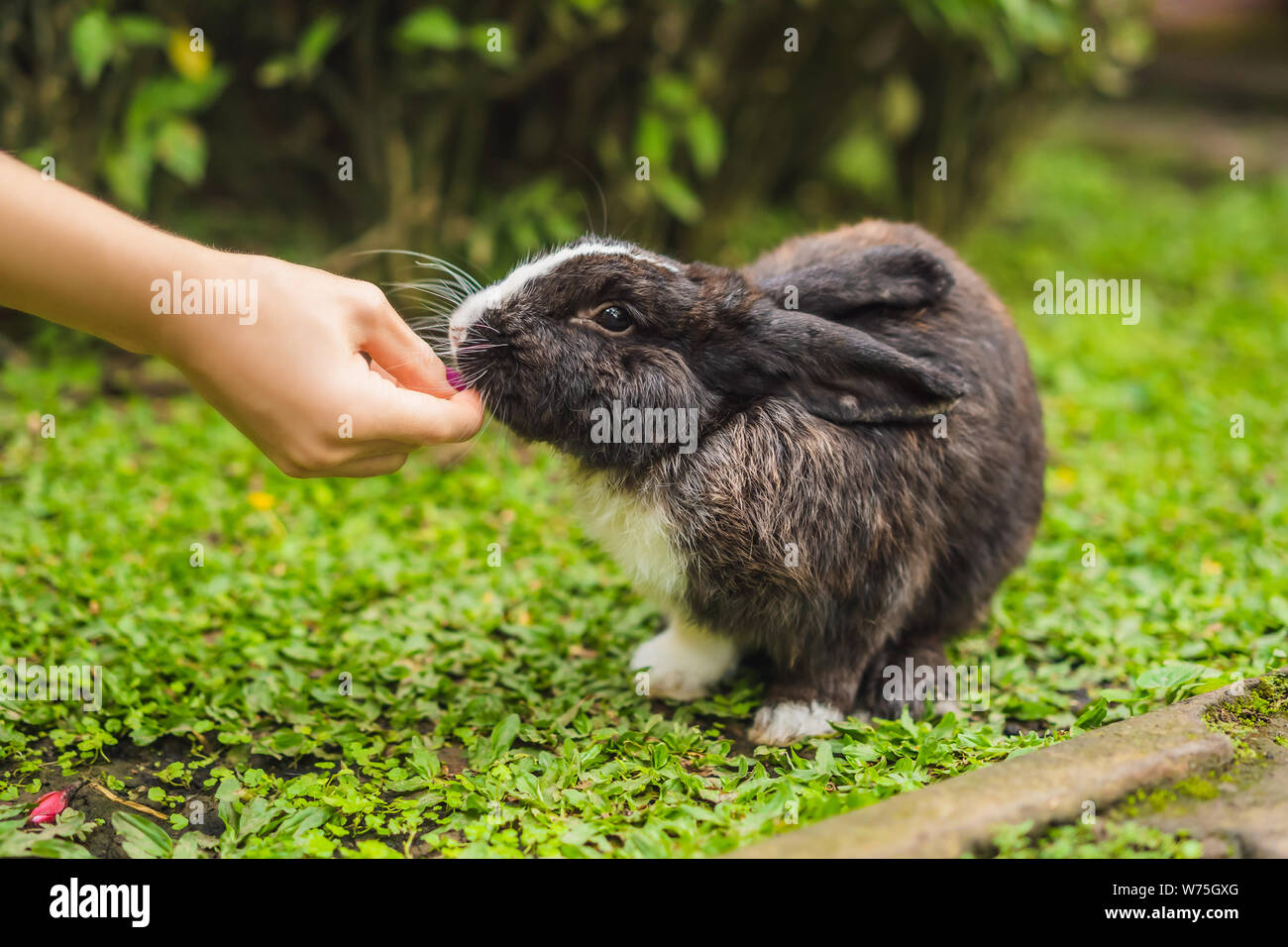 Hands feed the rabbit. Cosmetics test on rabbit animal. Cruelty free ...