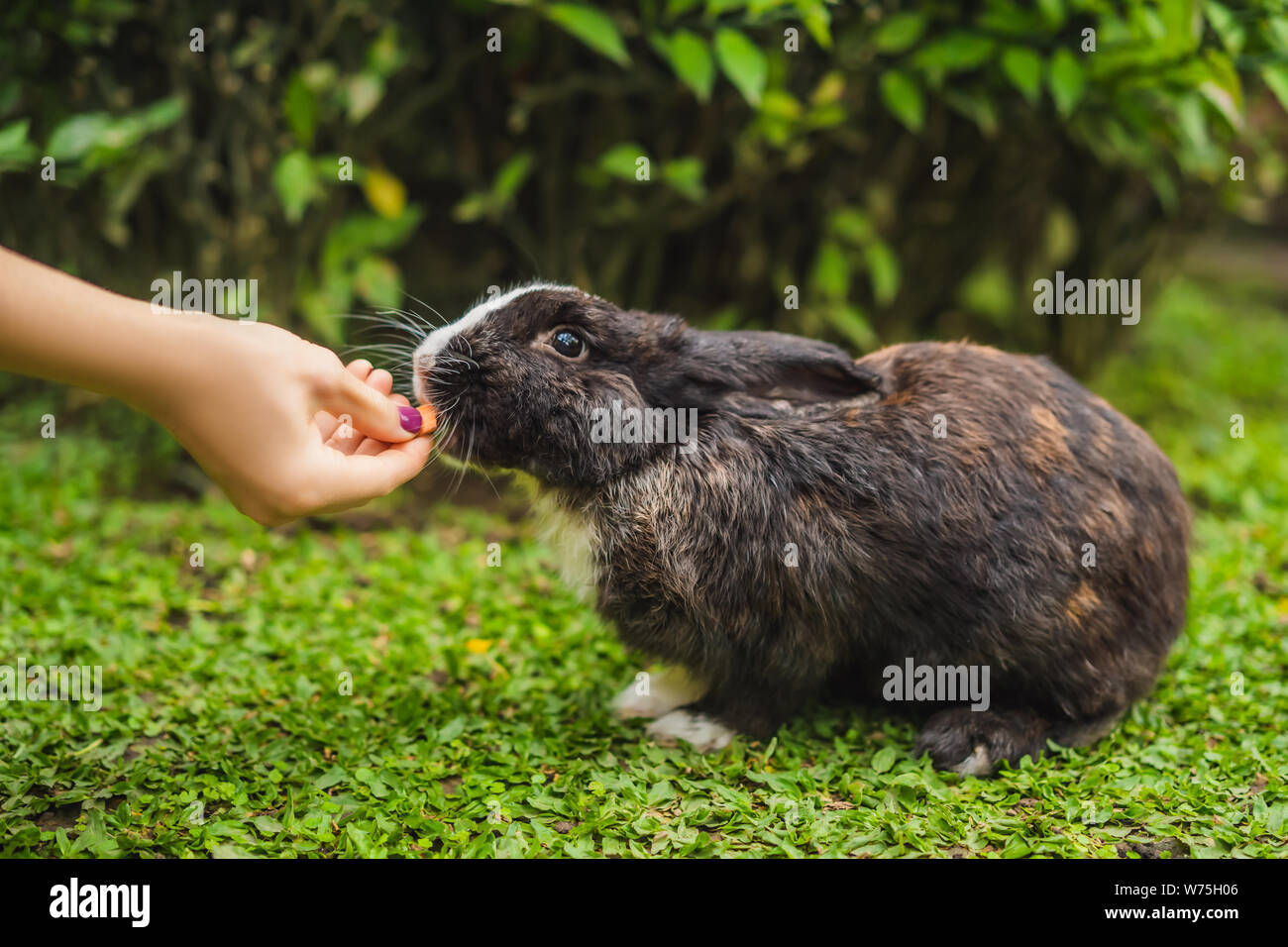 Hands feed the rabbit. Cosmetics test on rabbit animal. Cruelty free ...