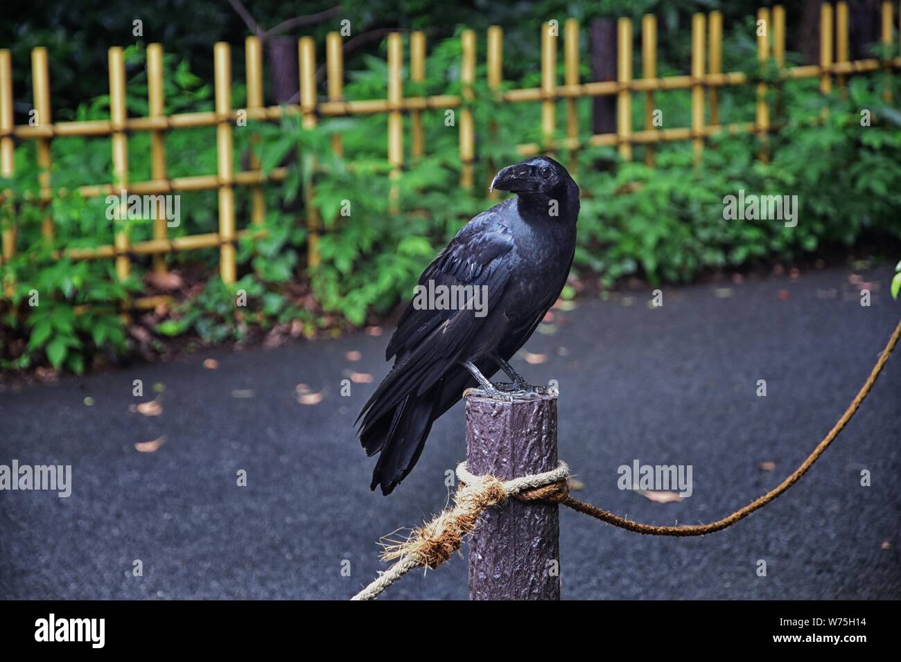 Raven (Corvus corax) Bird common, Close-up of a beautiful wild black ...