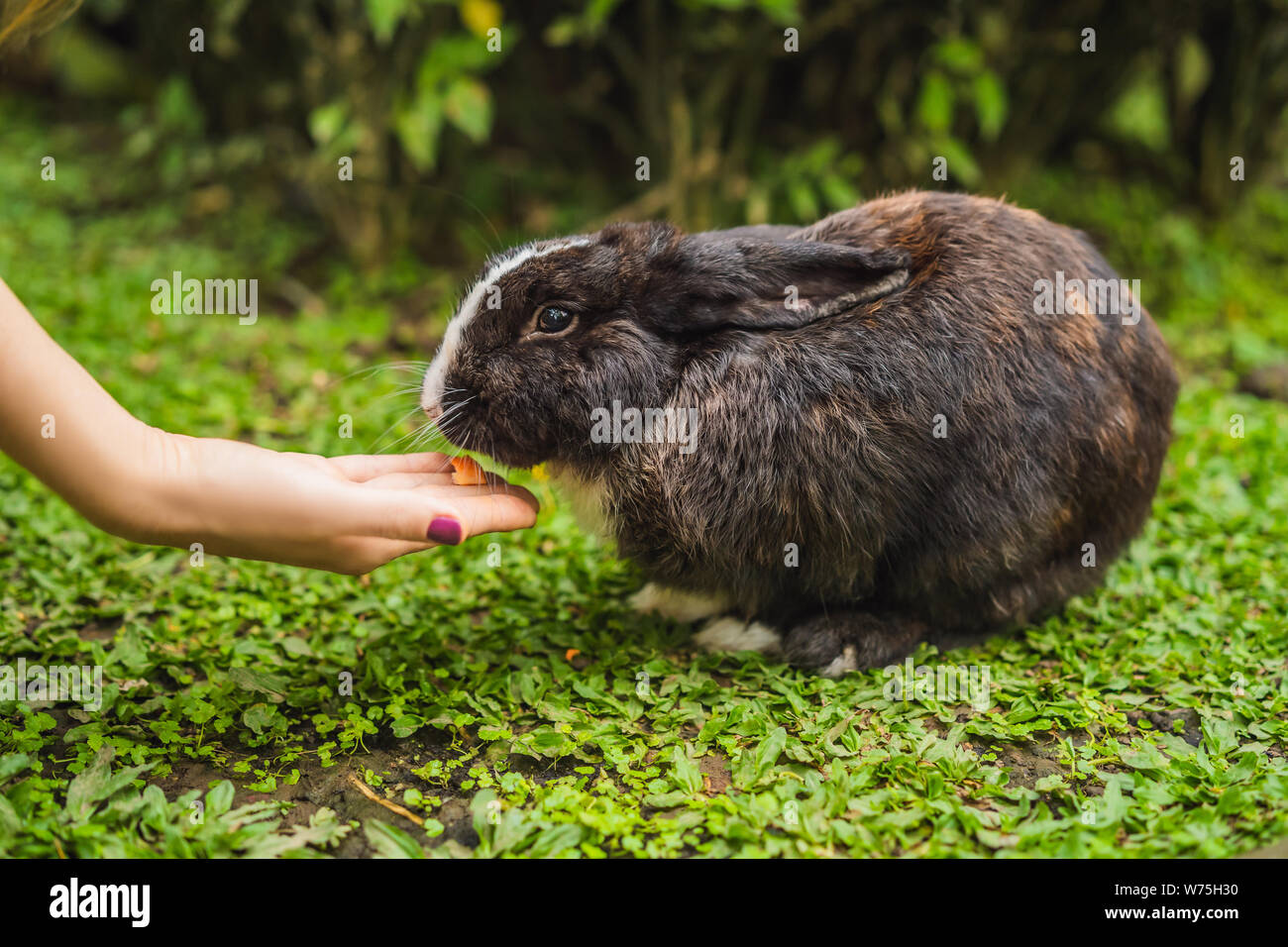 Hands feed the rabbit. Cosmetics test on rabbit animal. Cruelty free ...