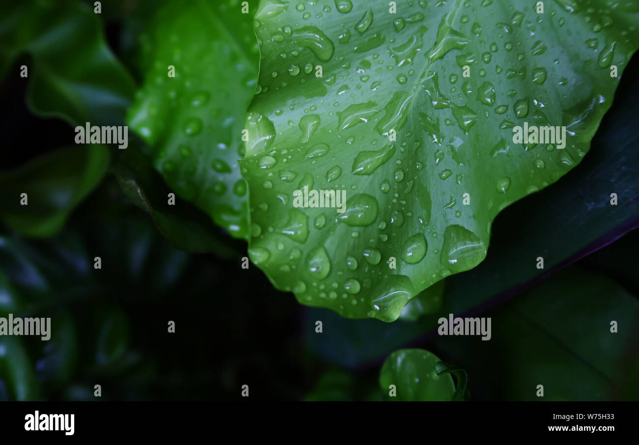 Rain drops on the green leaf Stock Photo - Alamy