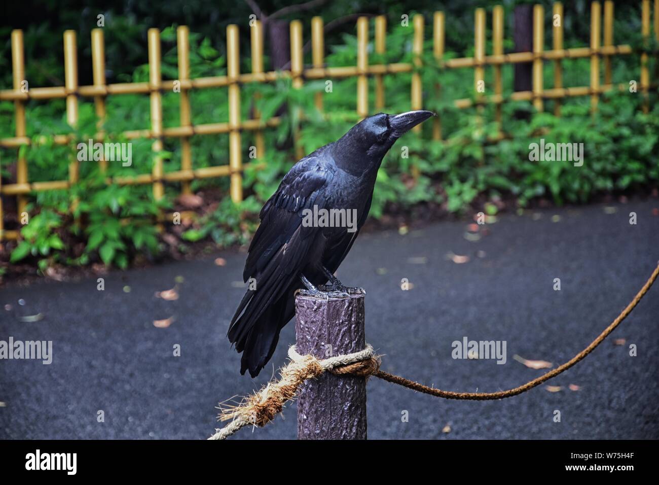Raven (Corvus corax) Bird common, Close-up of a beautiful wild black ...
