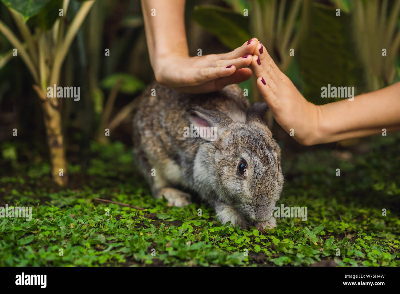 Hands protect rabbit. Cosmetics test on rabbit animal. Cruelty free and ...