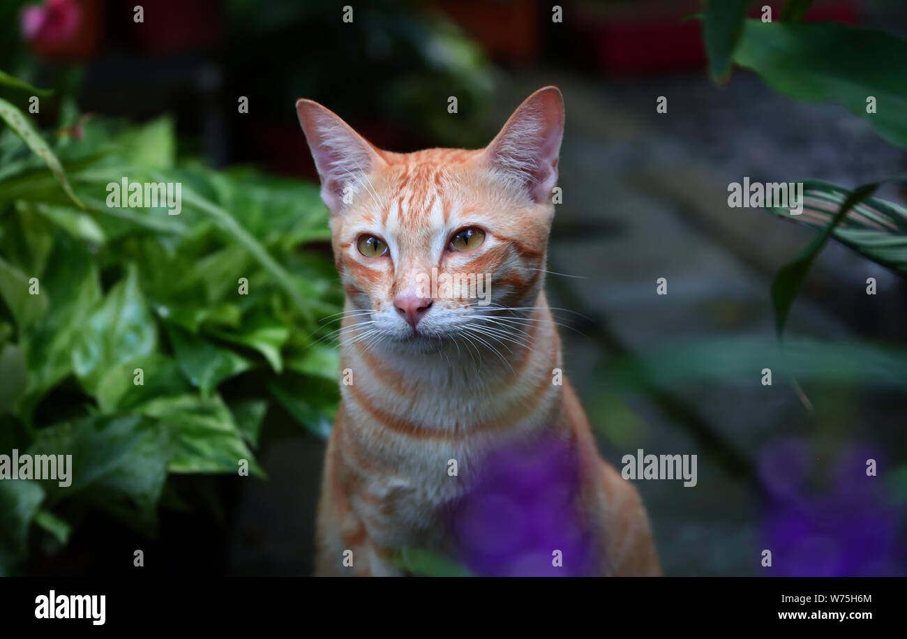Adorable ginger cat in the garden Stock Photo - Alamy