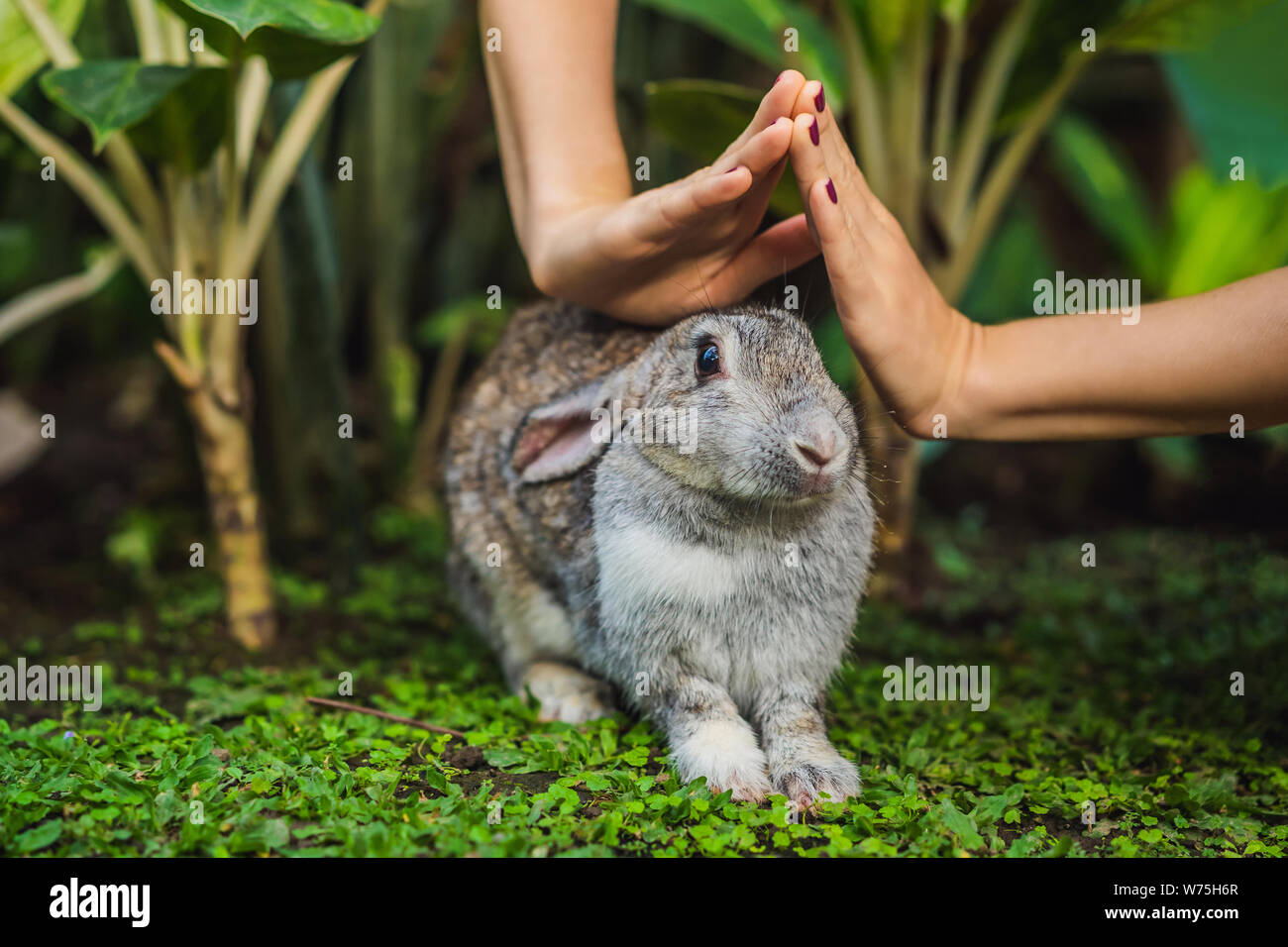 Hands protect rabbit. Cosmetics test on rabbit animal. Cruelty free and ...