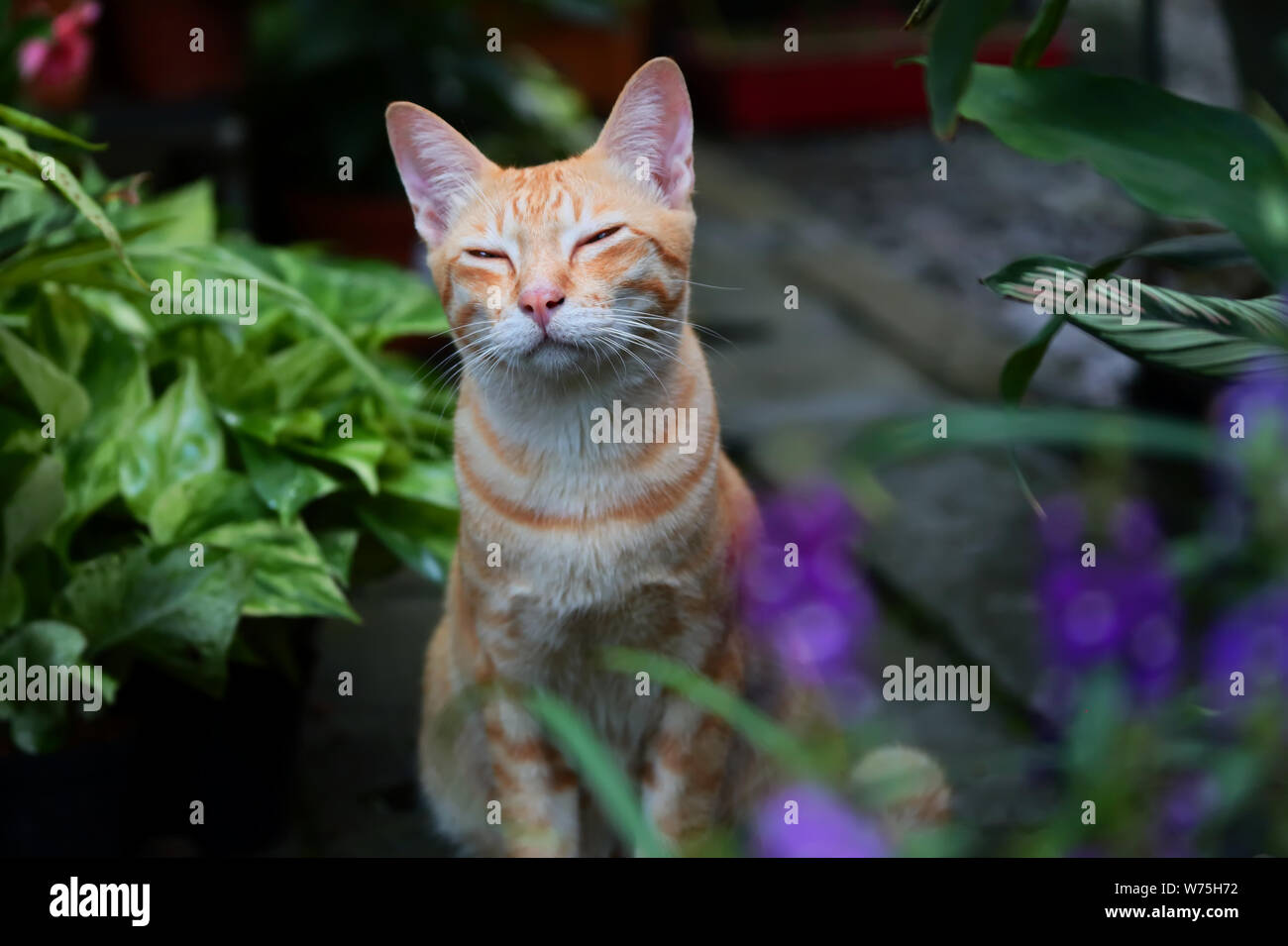 Adorable ginger cat in the garden Stock Photo - Alamy