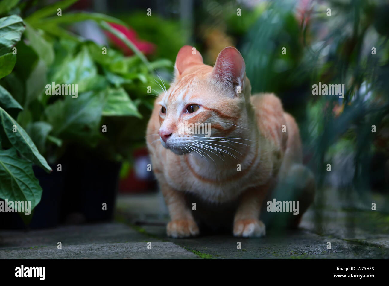 Adorable Ginger Cat High Resolution Stock Photography and Images - Alamy