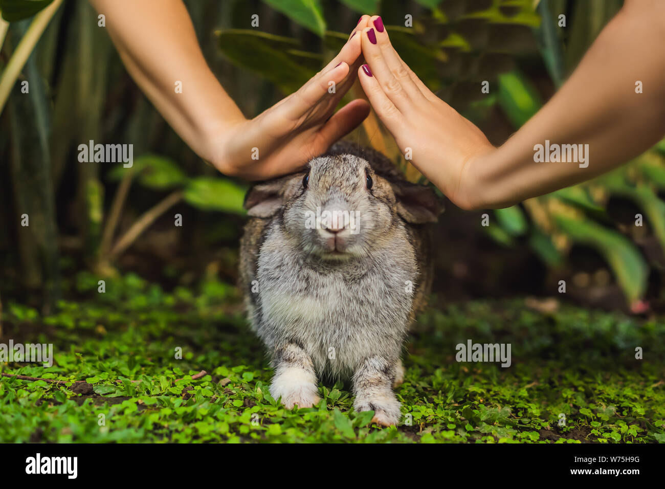 Hands protect rabbit. Cosmetics test on rabbit animal. Cruelty free and ...