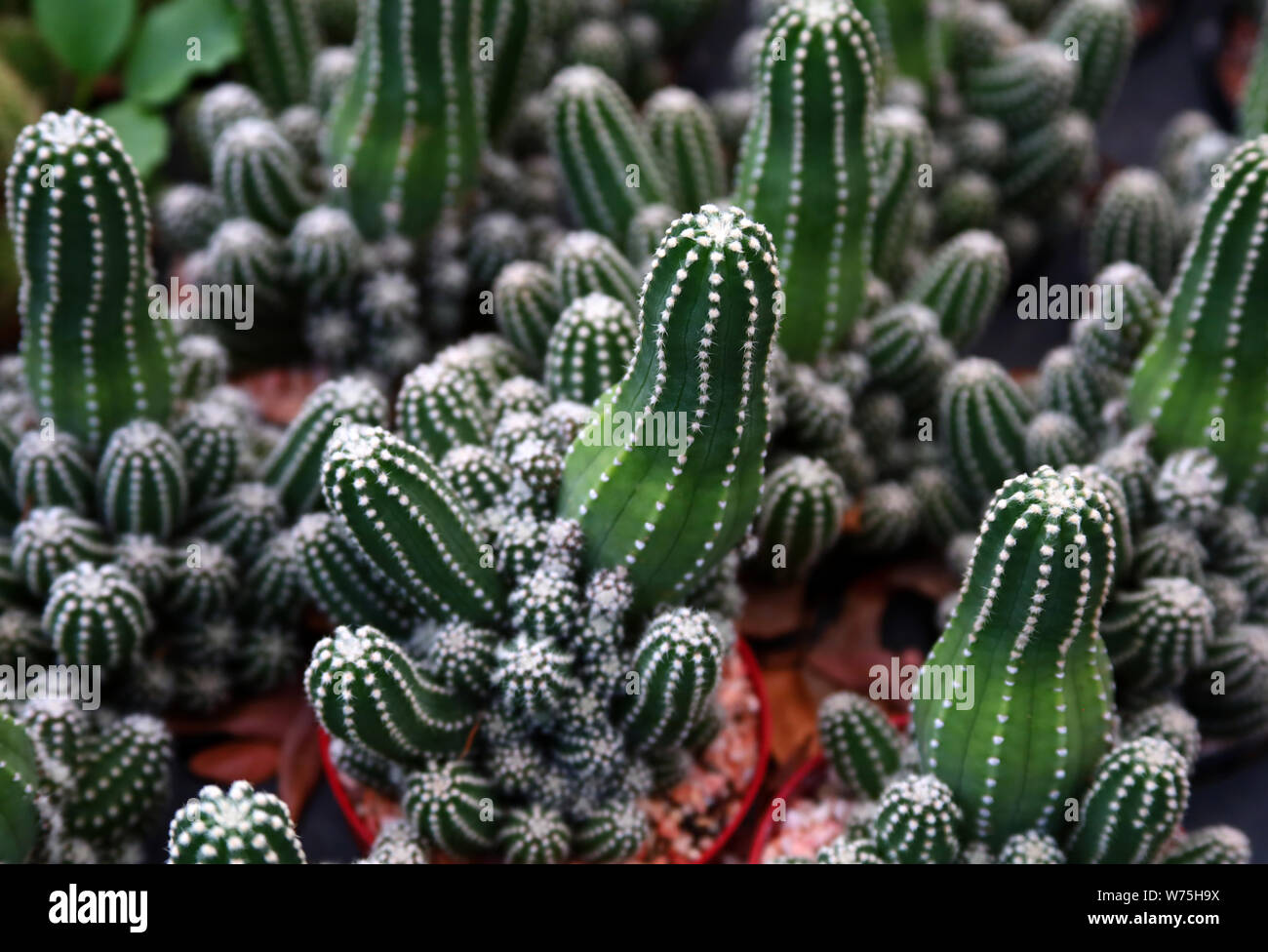 Lots of cactus hi-res stock photography and images - Alamy