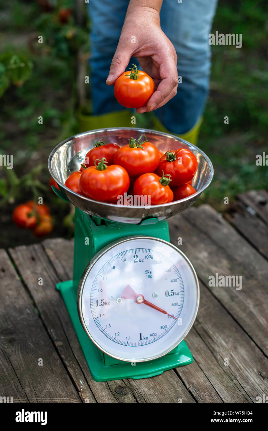 Woman puts tomatoes on scales. Home organic garden. Measure tomatoes ...