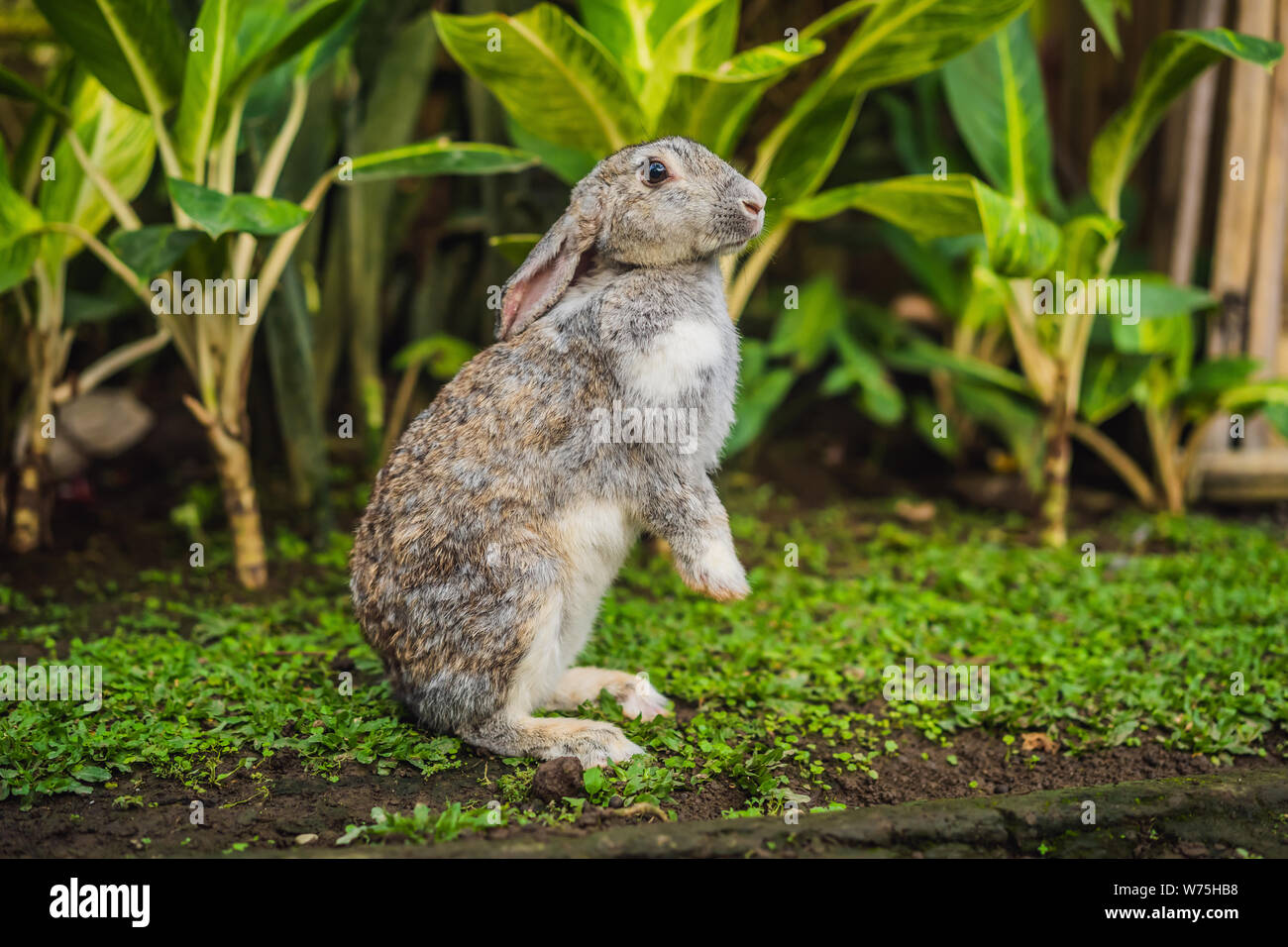 rabbit on the grass. Cosmetics test on rabbit animal. Cruelty free and ...