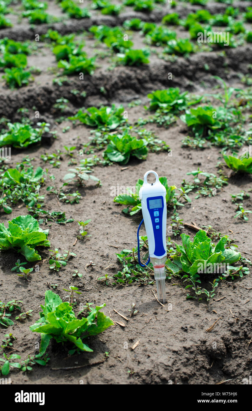 PH meter digital device pricked in the soil. Iceberg lettuce plants ...
