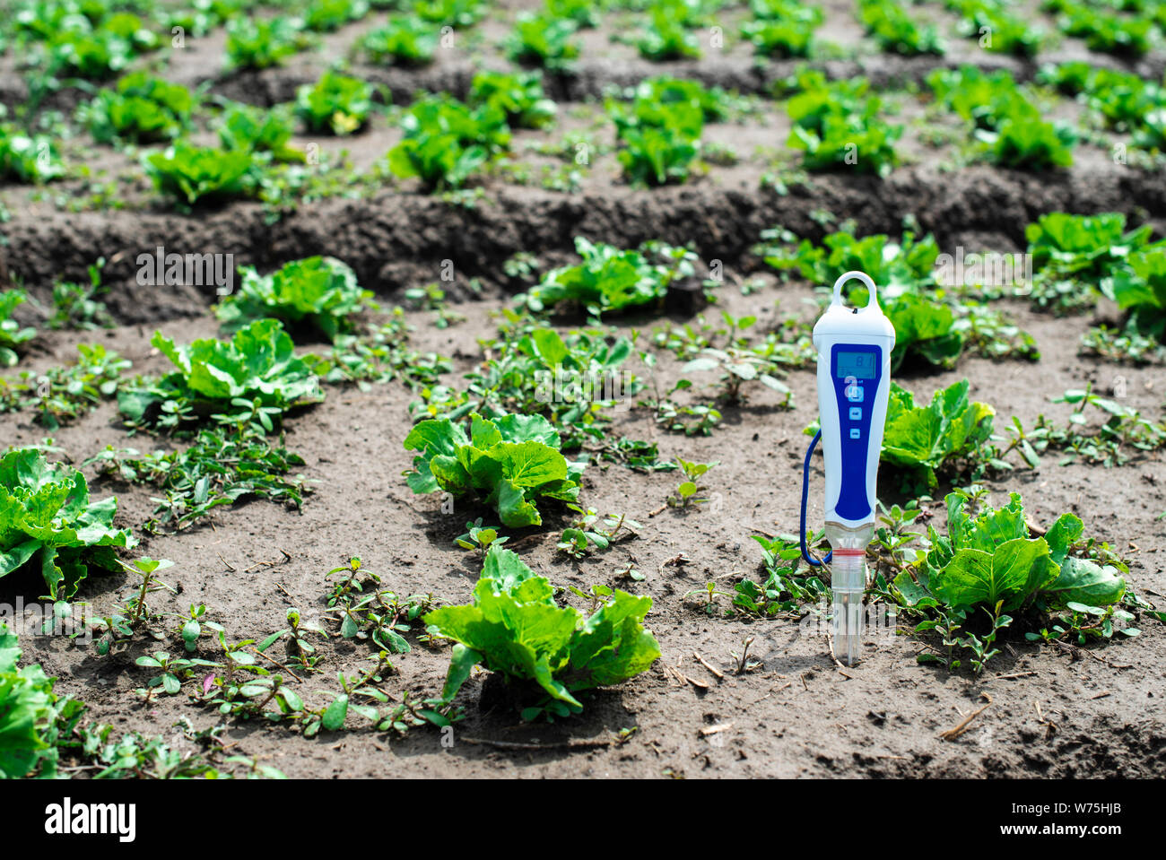PH meter digital device pricked in the soil. Iceberg lettuce plants ...