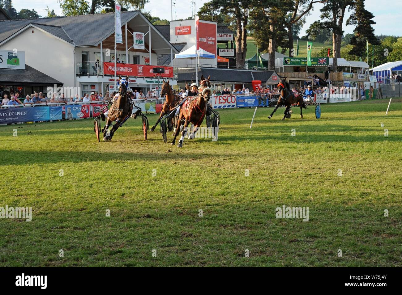 Trotting Horse High Resolution Stock Photography and Images - Alamy