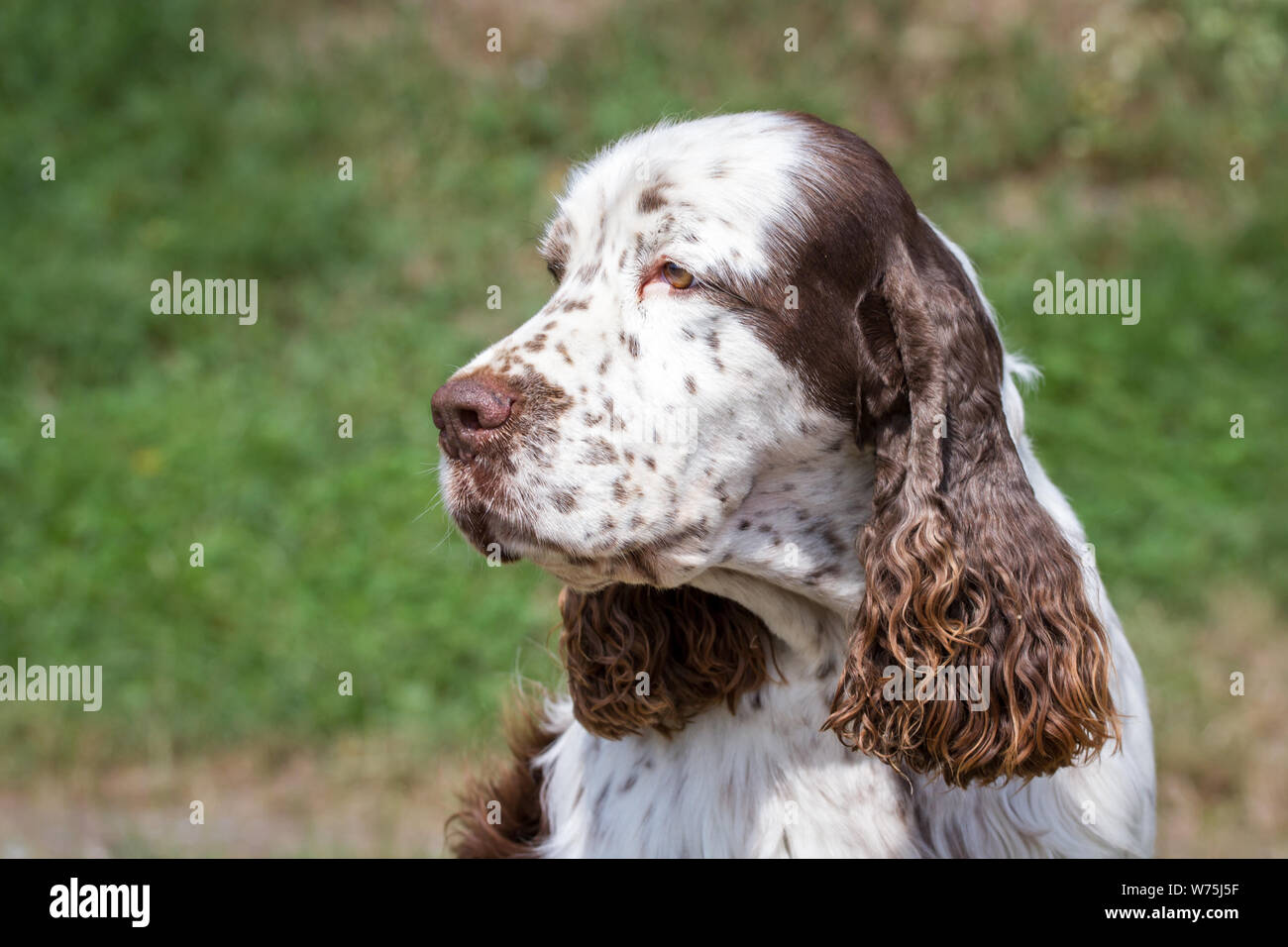 Liver and white springer spaniel hi-res stock photography and images ...