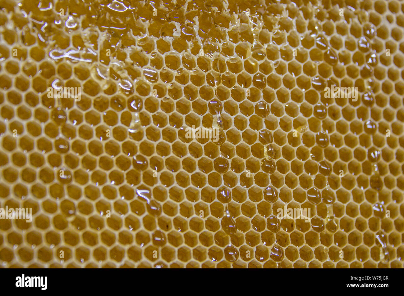 Glossy yellow golden honey comb sweet honeycomb drips flow during ...