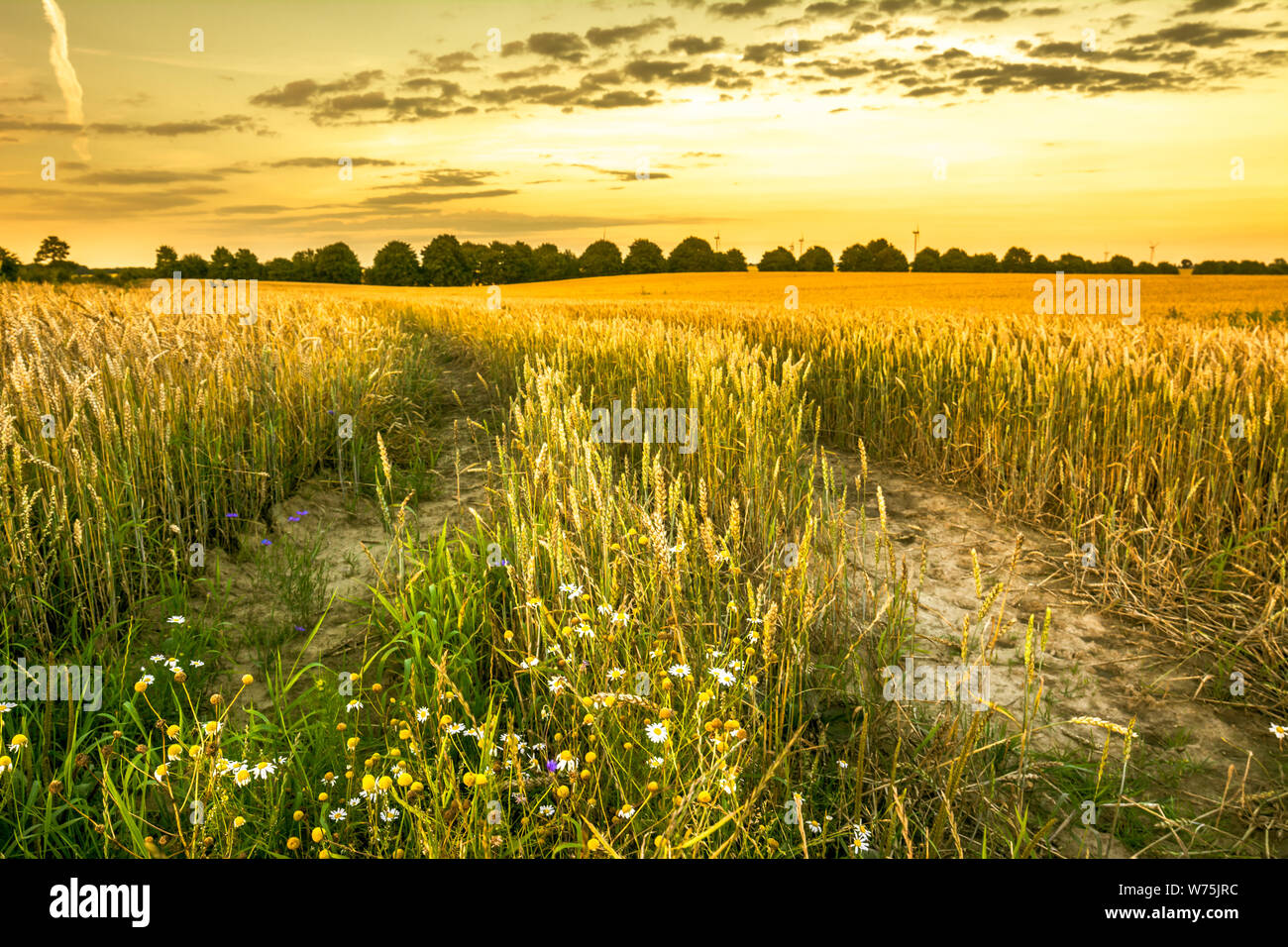 Path in wheat field at sunset, farm land with crops, agricultural ...