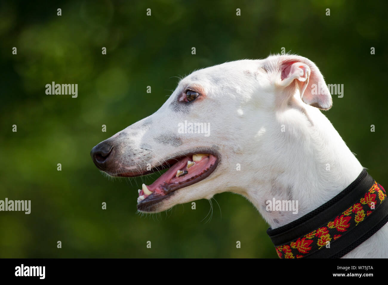 White Greyhound, head portrait Stock Photo - Alamy