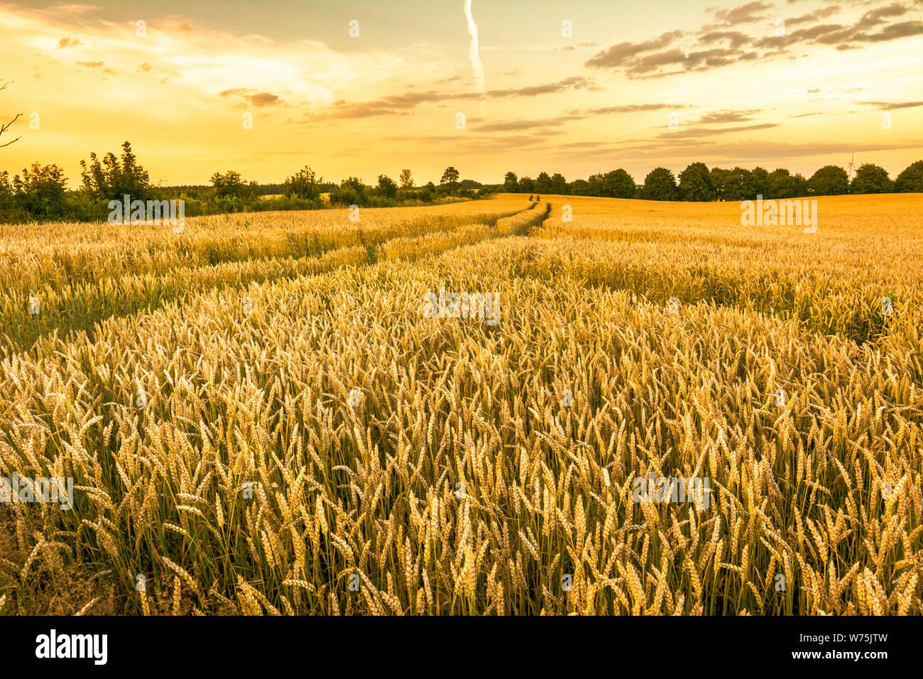 Golden wheat field and sunset sky, landscape of agricultural grain ...
