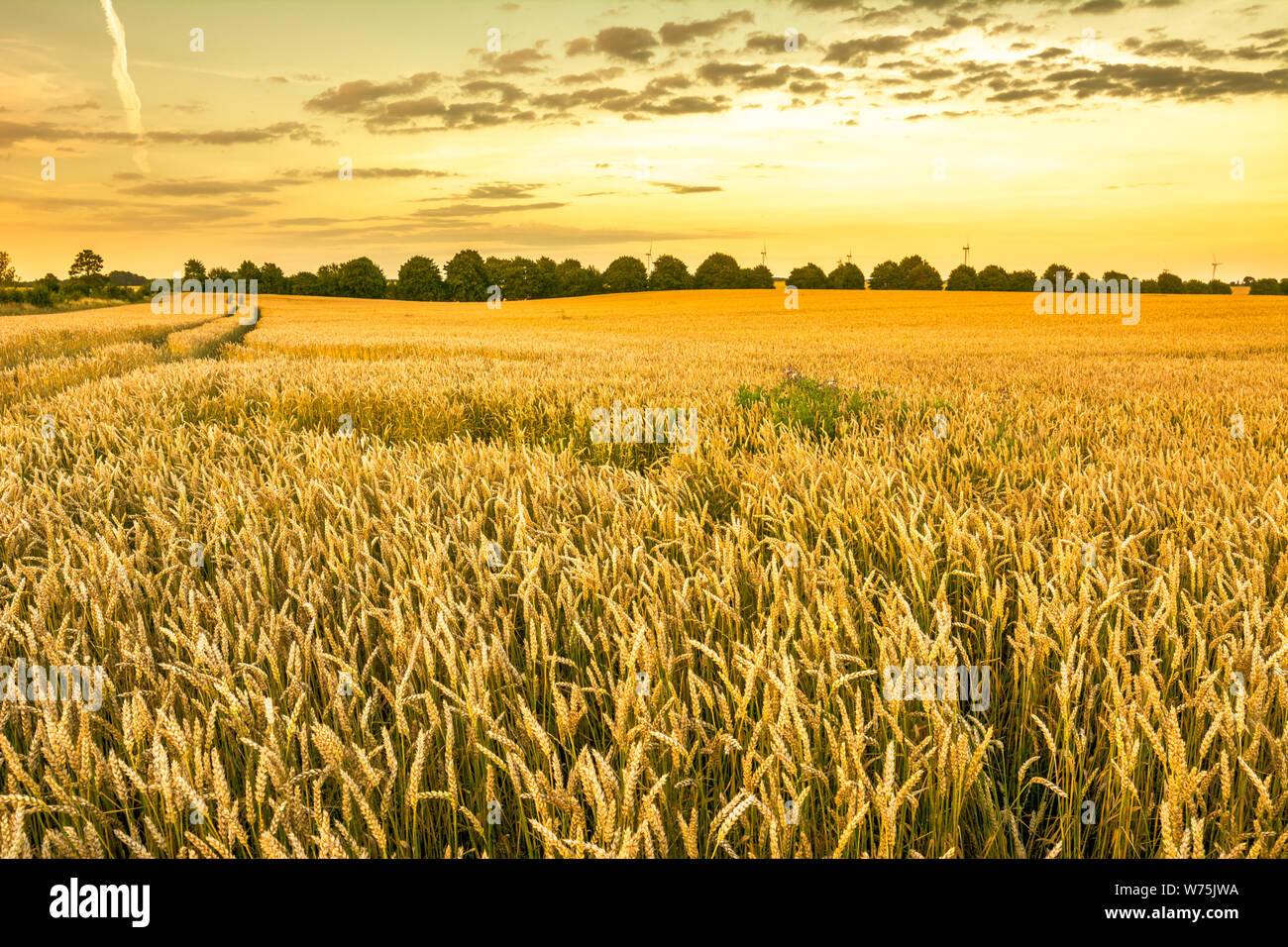 Golden wheat field, landscape of agricultural grain crops and sunset ...