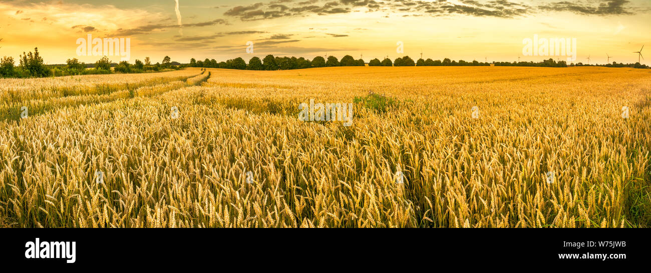 Golden wheat field and sunset sky, landscape of agricultural grain ...