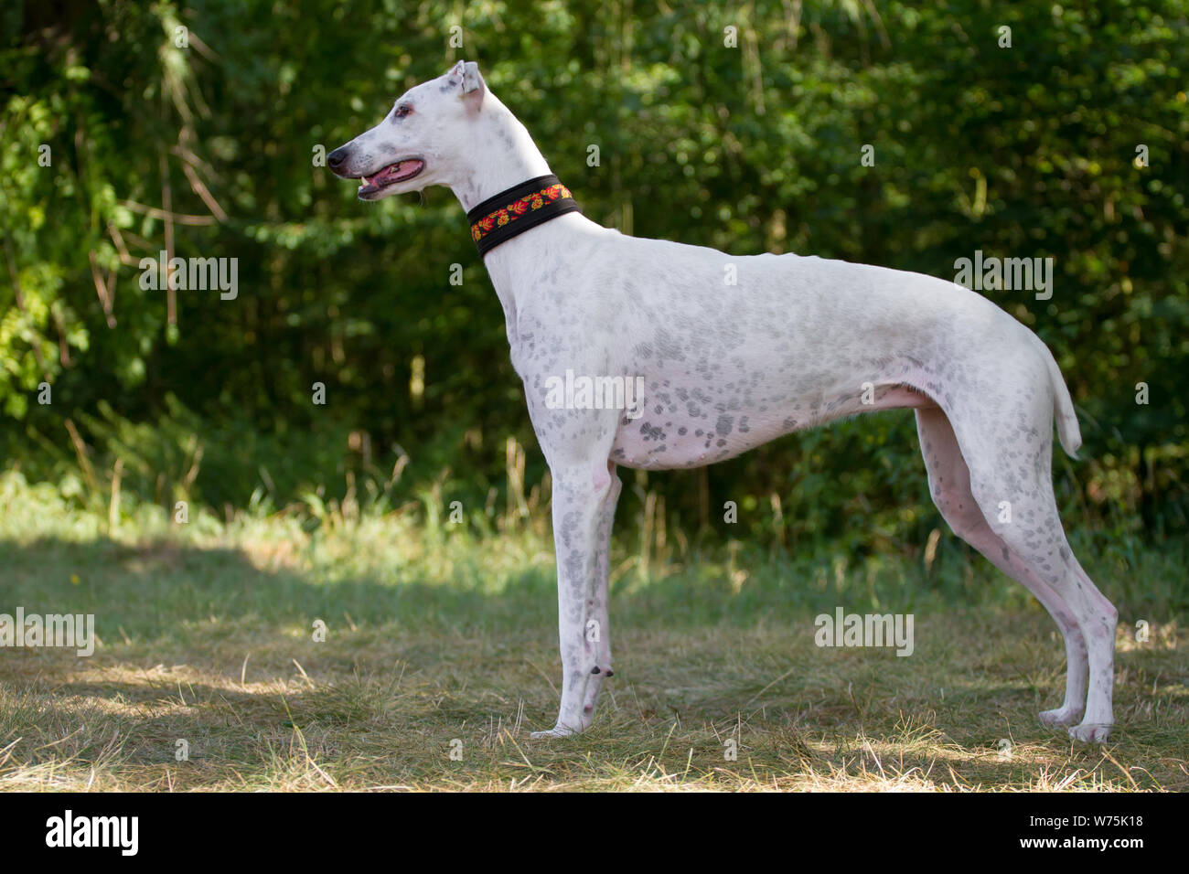 White greyhound hi-res stock photography and images - Alamy