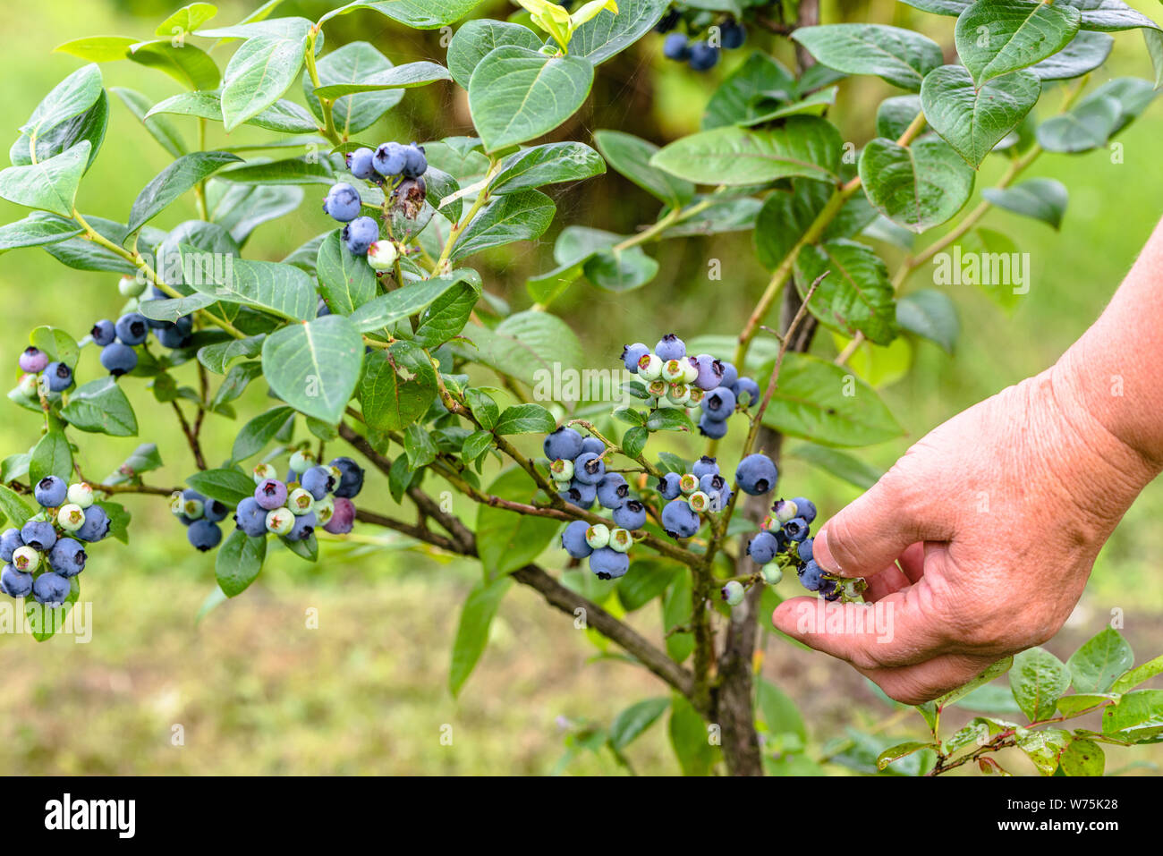 Berry harvest, farmers hand picking blueberries from plant on field ...