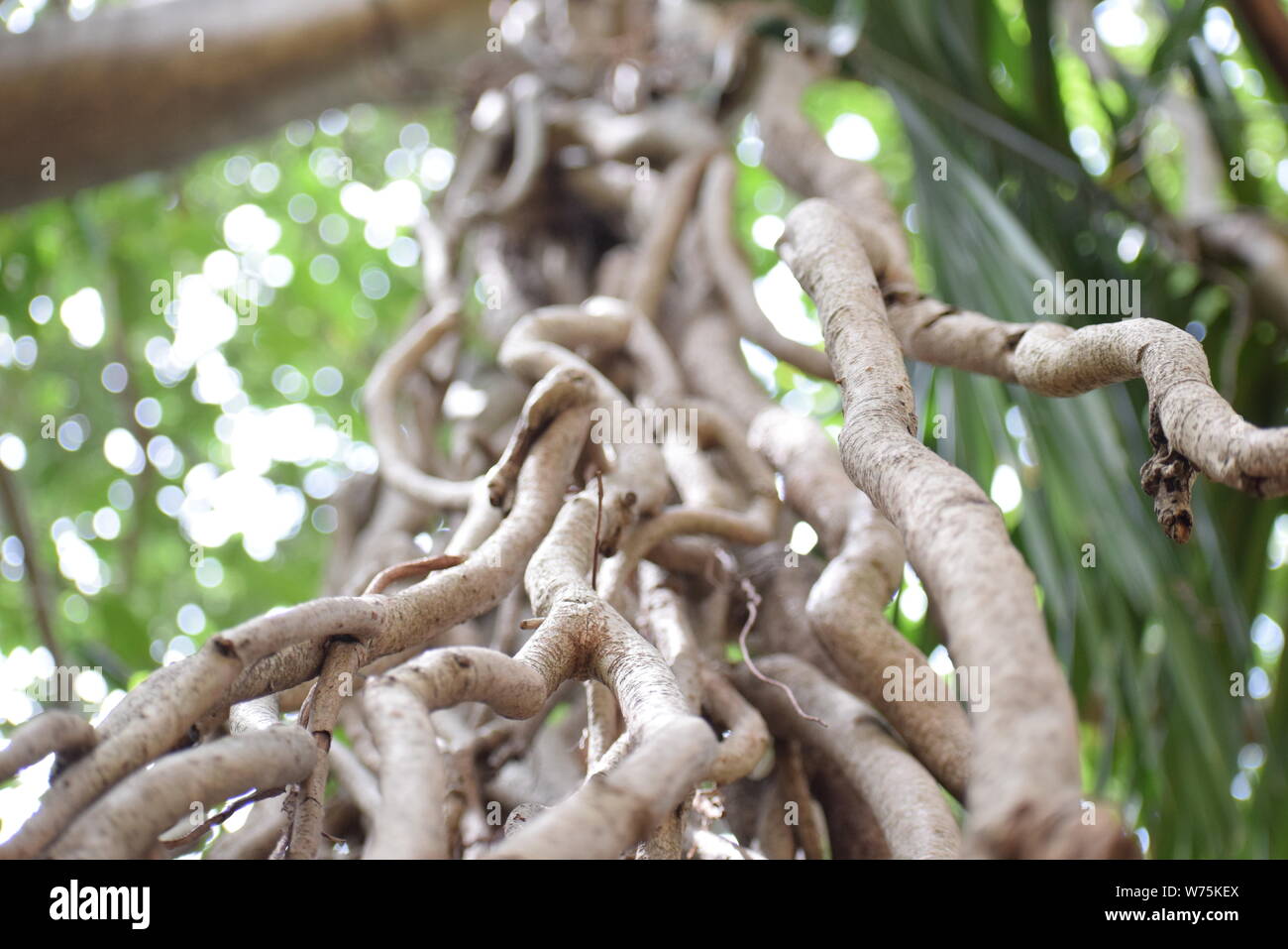 banyan tree from jawadhu hills Stock Photo - Alamy