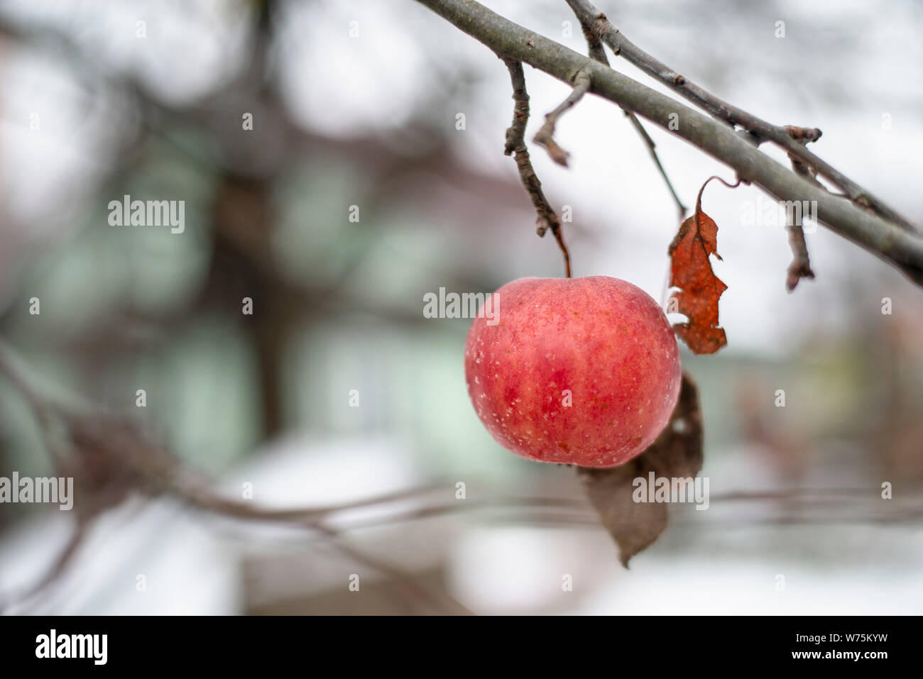frozen red apple hanging on tree by winter Stock Photo - Alamy