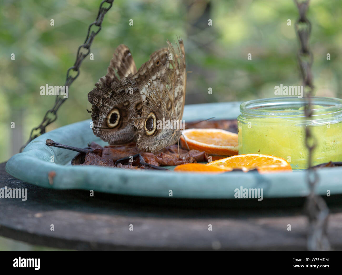 Inside the Butterfly House at Berkeley Castle, Gloucestershire, England ...