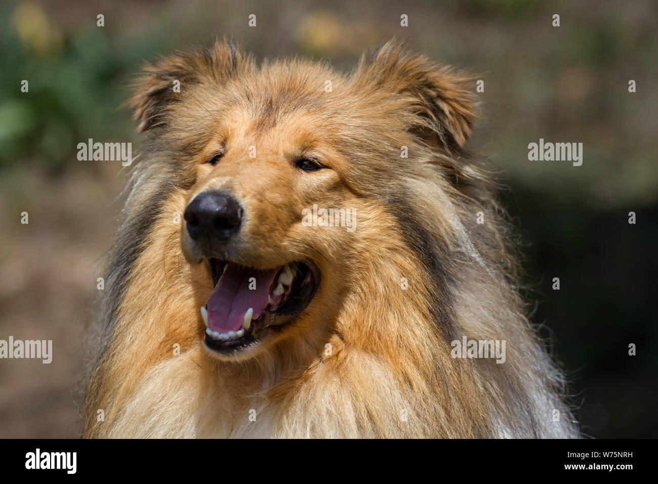 Longhaired collie hi-res stock photography and images - Alamy