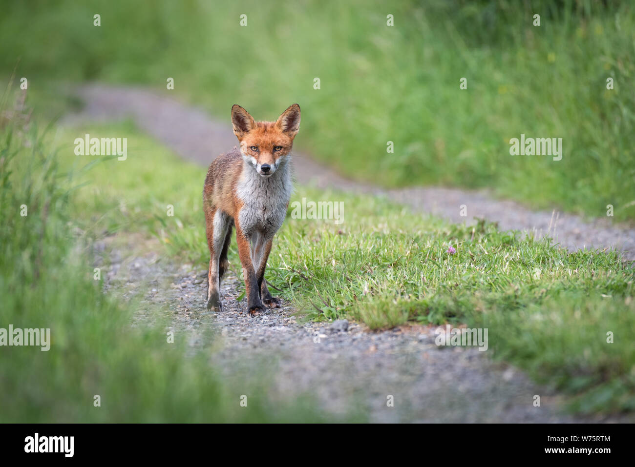 A red fox pauses on a car trackacroos a field as it looks cautiously ...