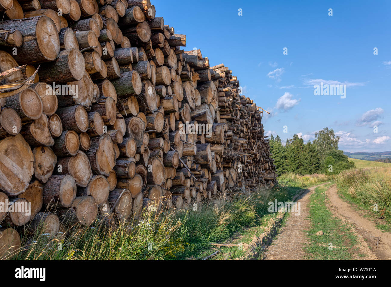 Piled logs of harvested wood timber next to forest. Czech Republic Bark ...