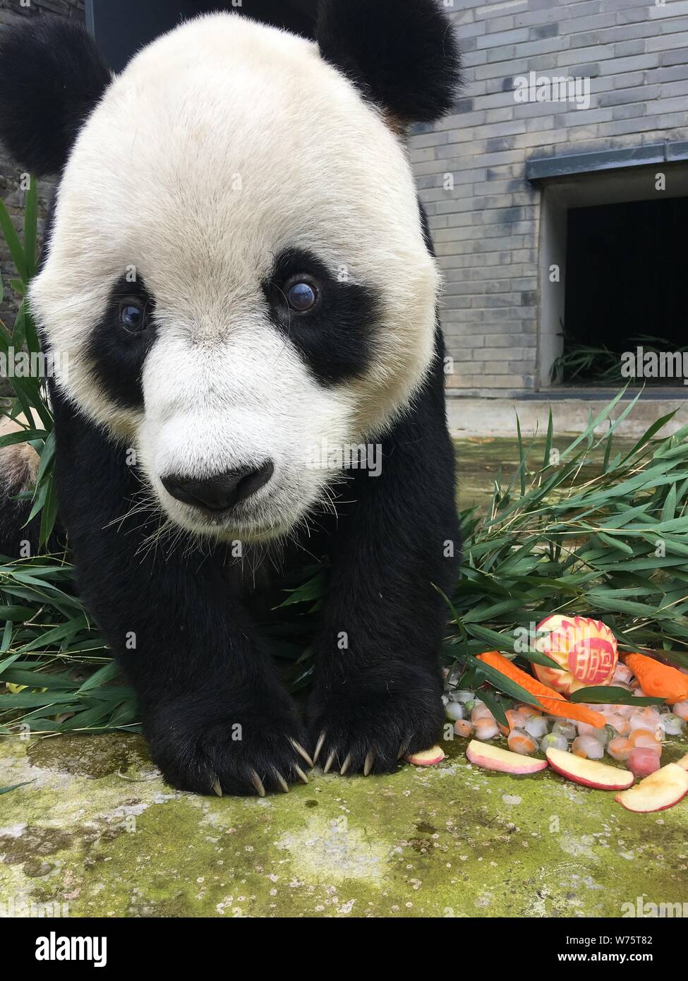 --FILE--The male giant panda Peng Peng, who died at the age of 18, eats ...