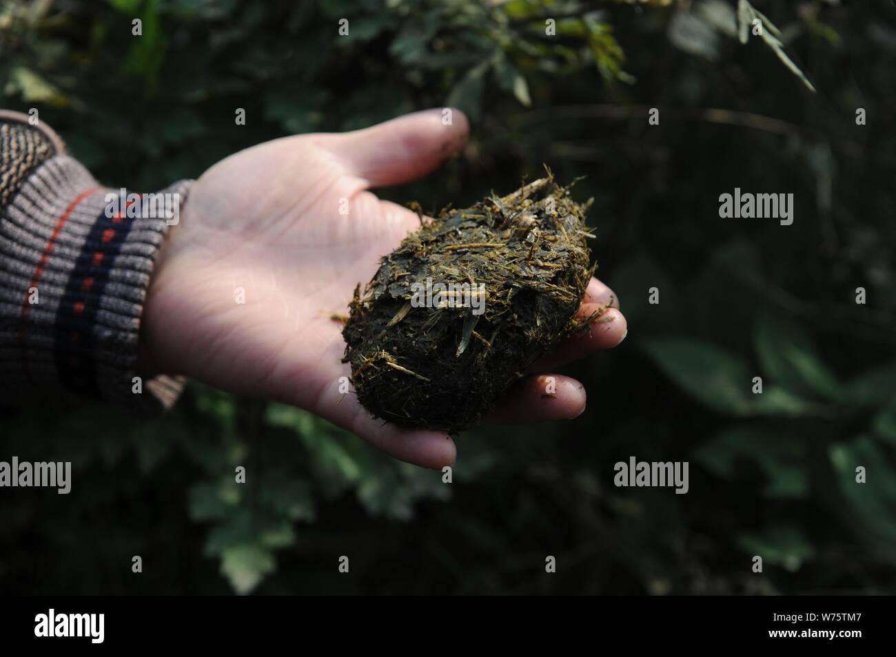 --FILE--A Chinese worker shows panda poo used as fertilizer to grow ...