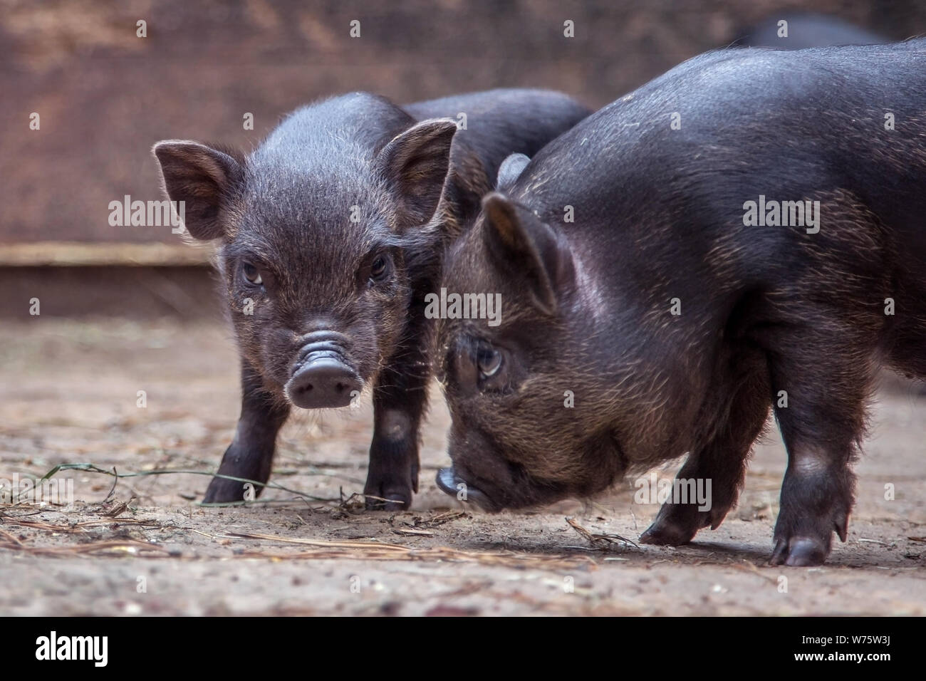 Pig in sty hi-res stock photography and images - Alamy
