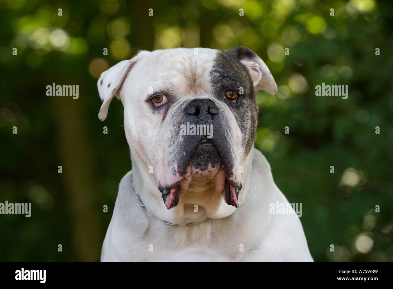 American Bulldog, head portrait Stock Photo - Alamy