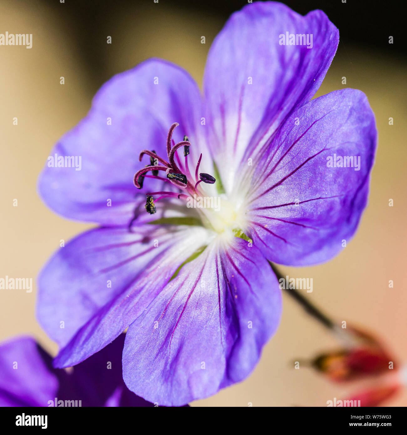 Geranium rozanne flower hi-res stock photography and images - Alamy